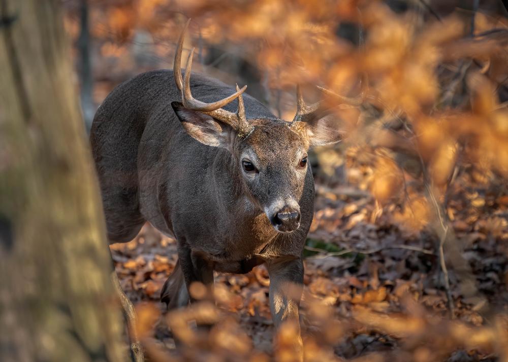 Regular Season for Deer and Bear Hunting Begins Saturday | Chautauqua Today