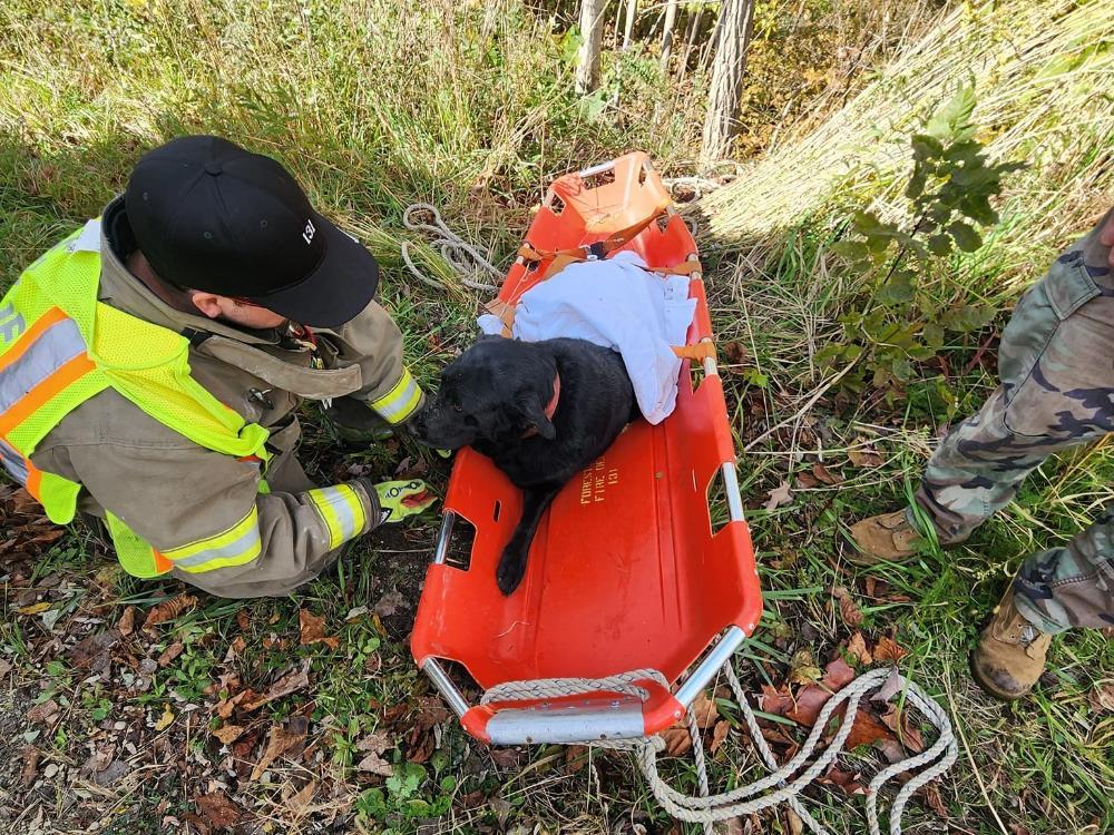Forestville Firefighters Rescue Injured Dog | Chautauqua Today