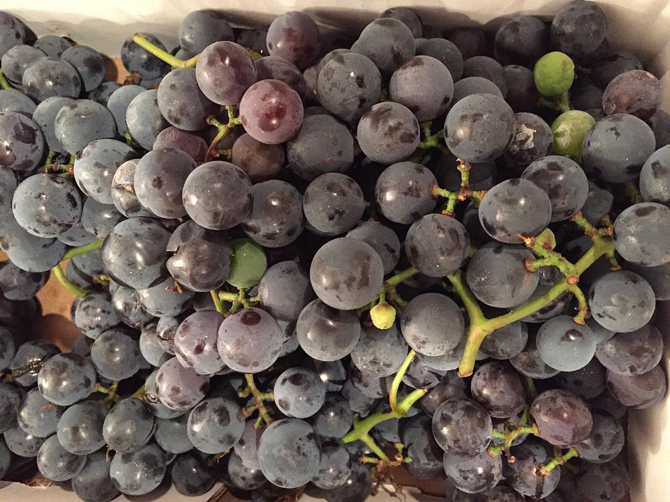 USDA to Make $20 Million Purchase of Concord Grape Juice | Chautauqua Today