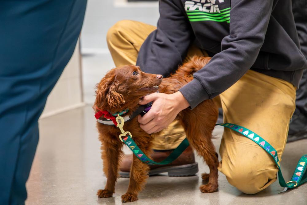 WNY P-TECH Welcomes New Therapy Dog | Chautauqua Today