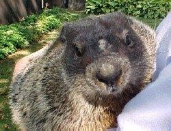 Dunkirk Dave Predicts Early Spring | Chautauqua Today