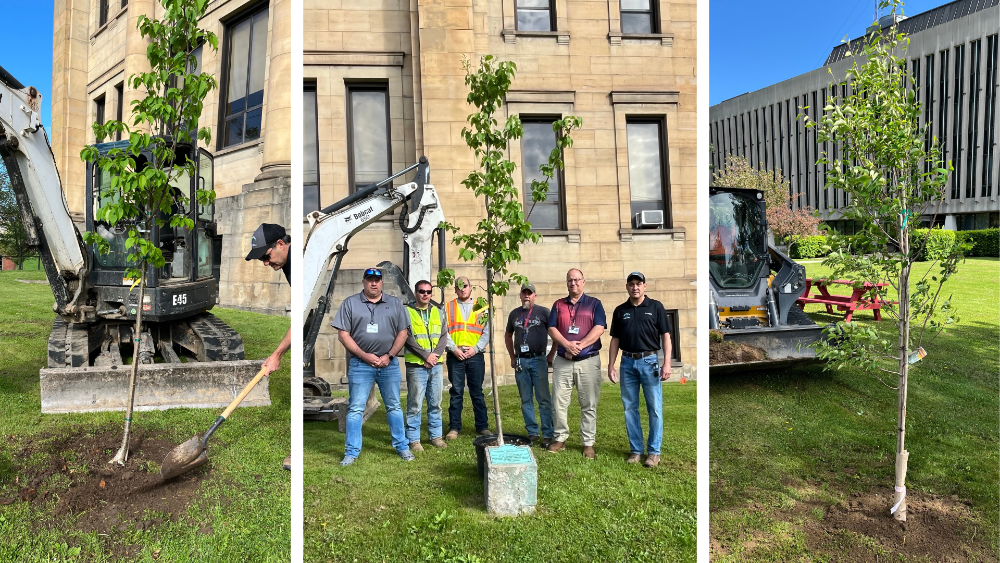 County Finishes Tree Planting Project at Government Offices and ...