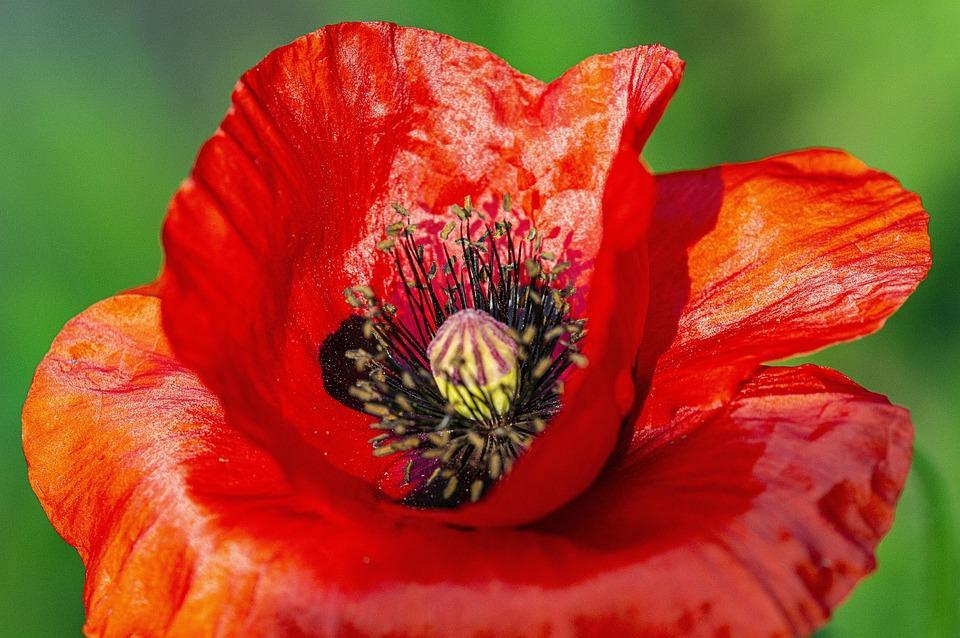 Mayor Declares National Poppy Day in Dunkirk | Chautauqua Today