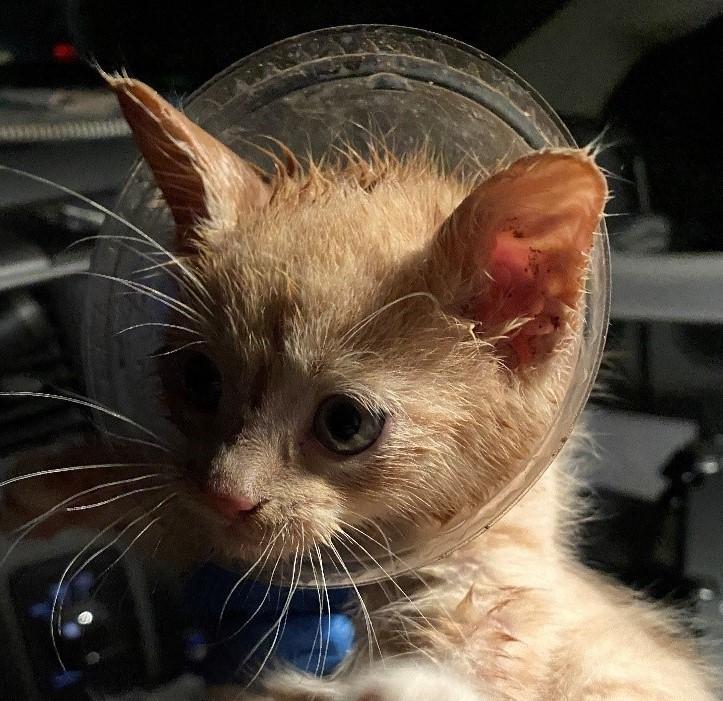 DEC Officer Rescues Kitten in Ellery | Chautauqua Today