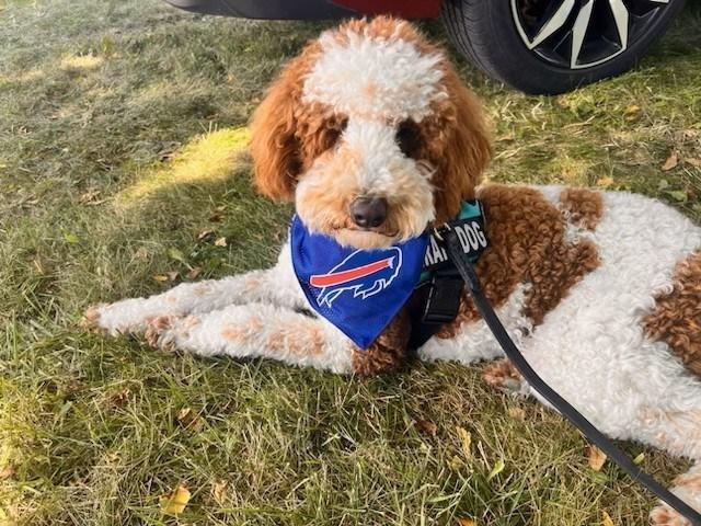 Silver Creek CSD Welcomes New Therapy Dog | Chautauqua Today